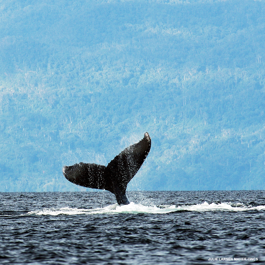 How Well Do You Know Whales? - WCS.org