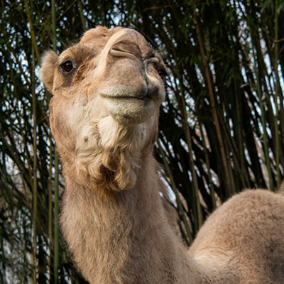 Caring for Camels During COVID-19 - WCS.org