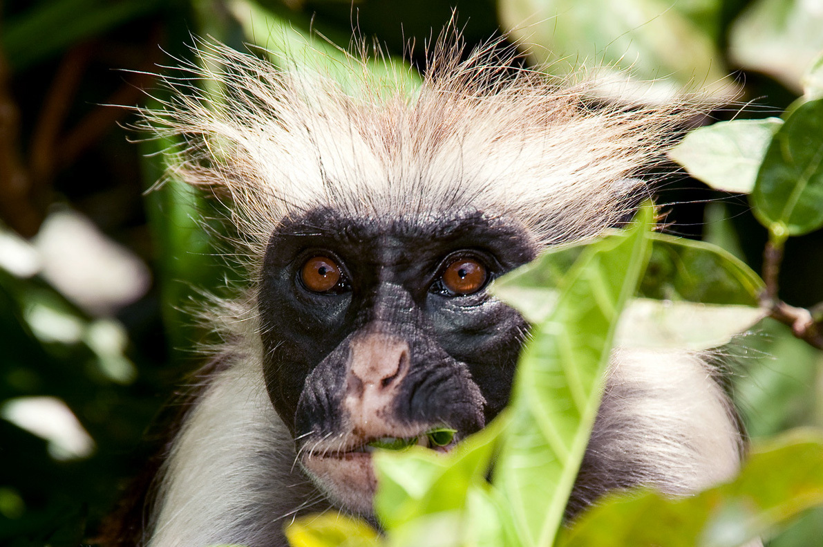 Hope for a Rare Monkey - WCS.org