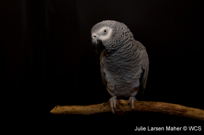 Parrots in Peril - WCS.org