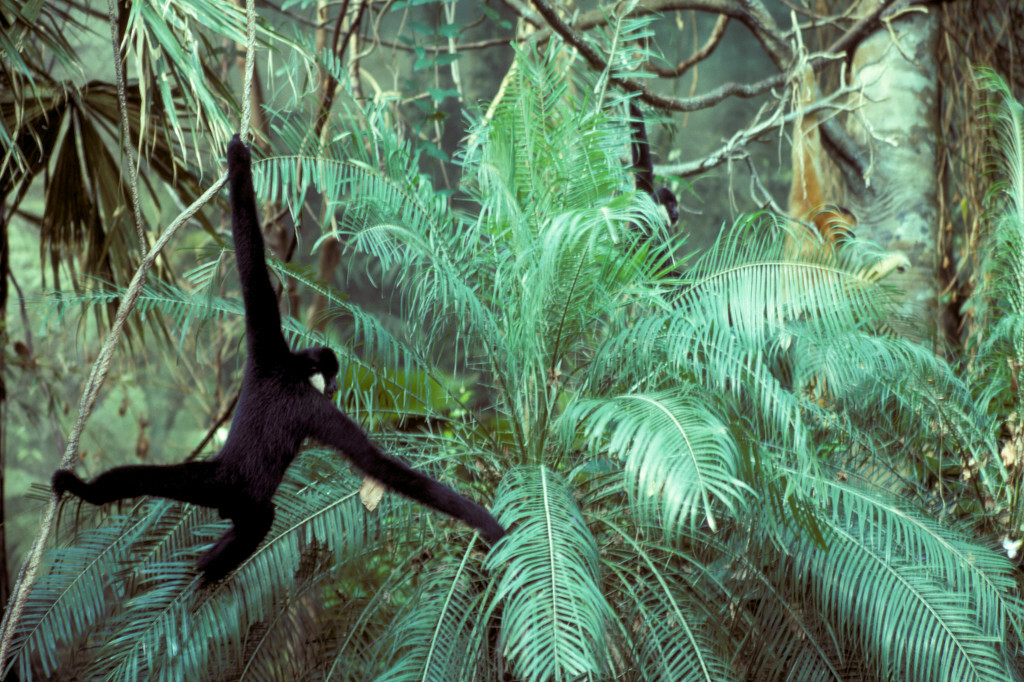 Jungle Book at the Bronx Zoo - Bronx Zoo