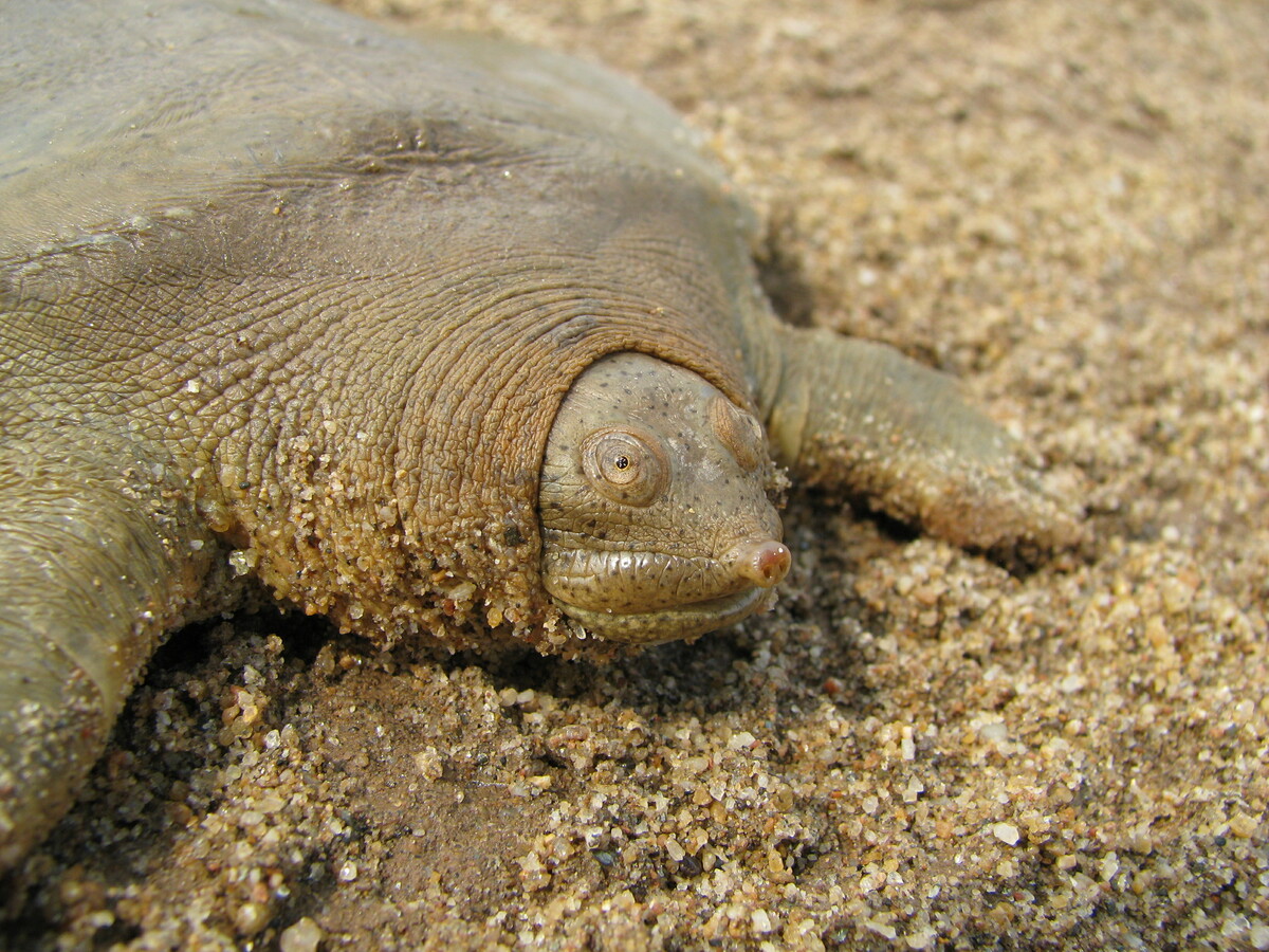 World Turtle Day - WCS.org