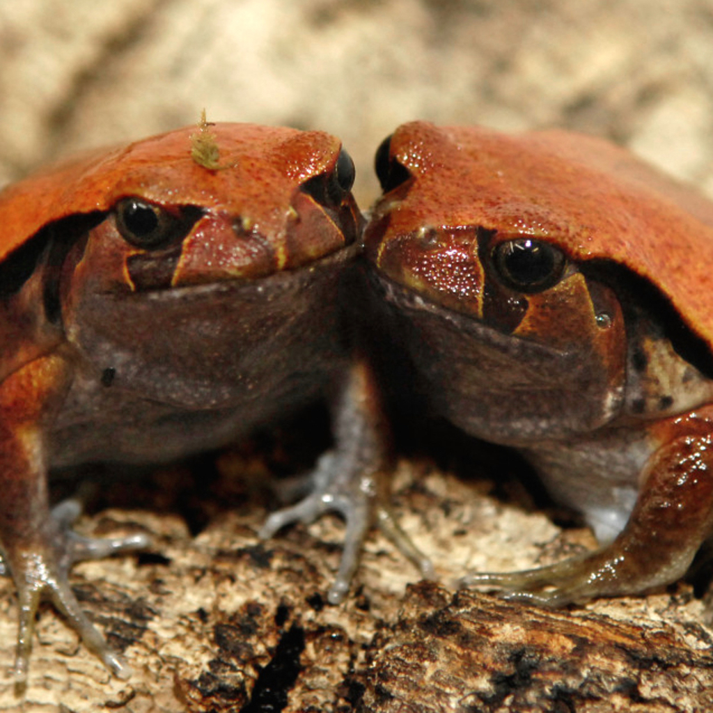 Celebrating World Frog Day - WCS.org