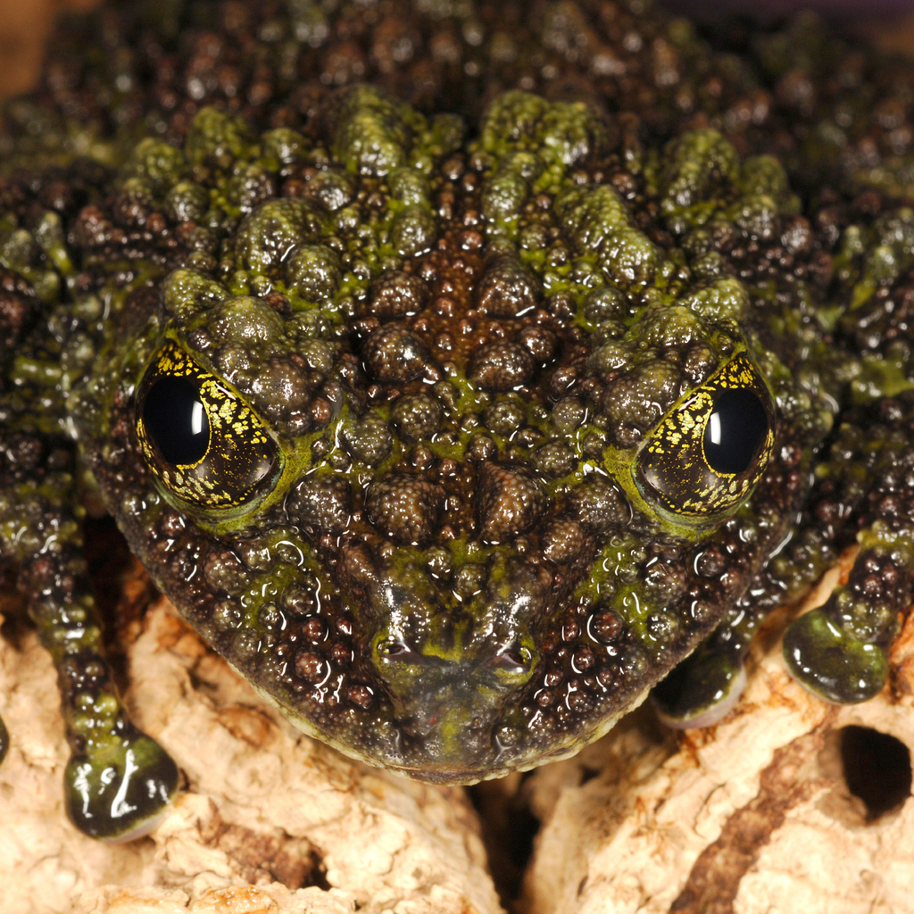 Celebrating World Frog Day - WCS.org