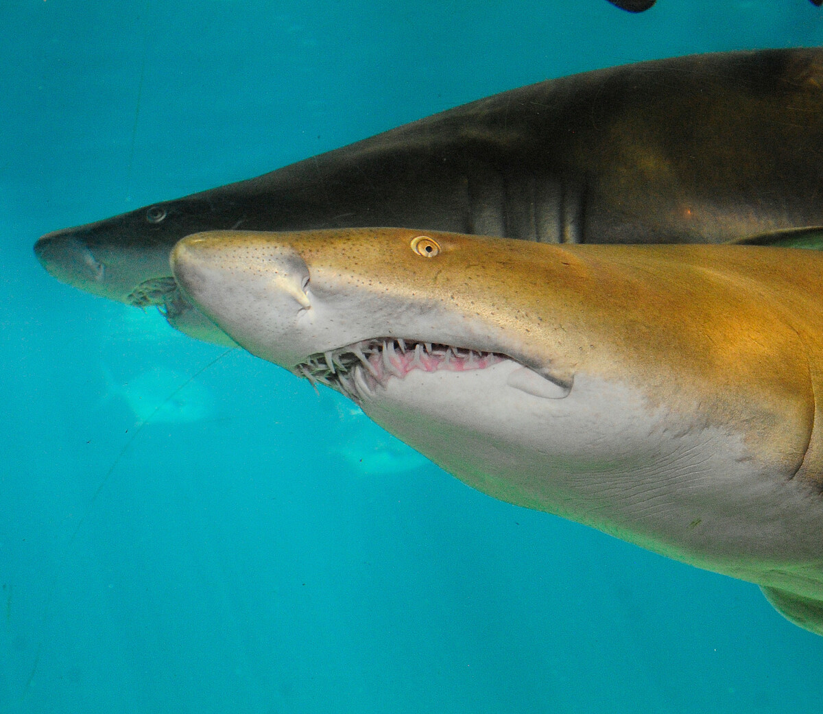 Congress Has Introduced Shark Fin Trade Elimination Act of 2016 - WCS.org