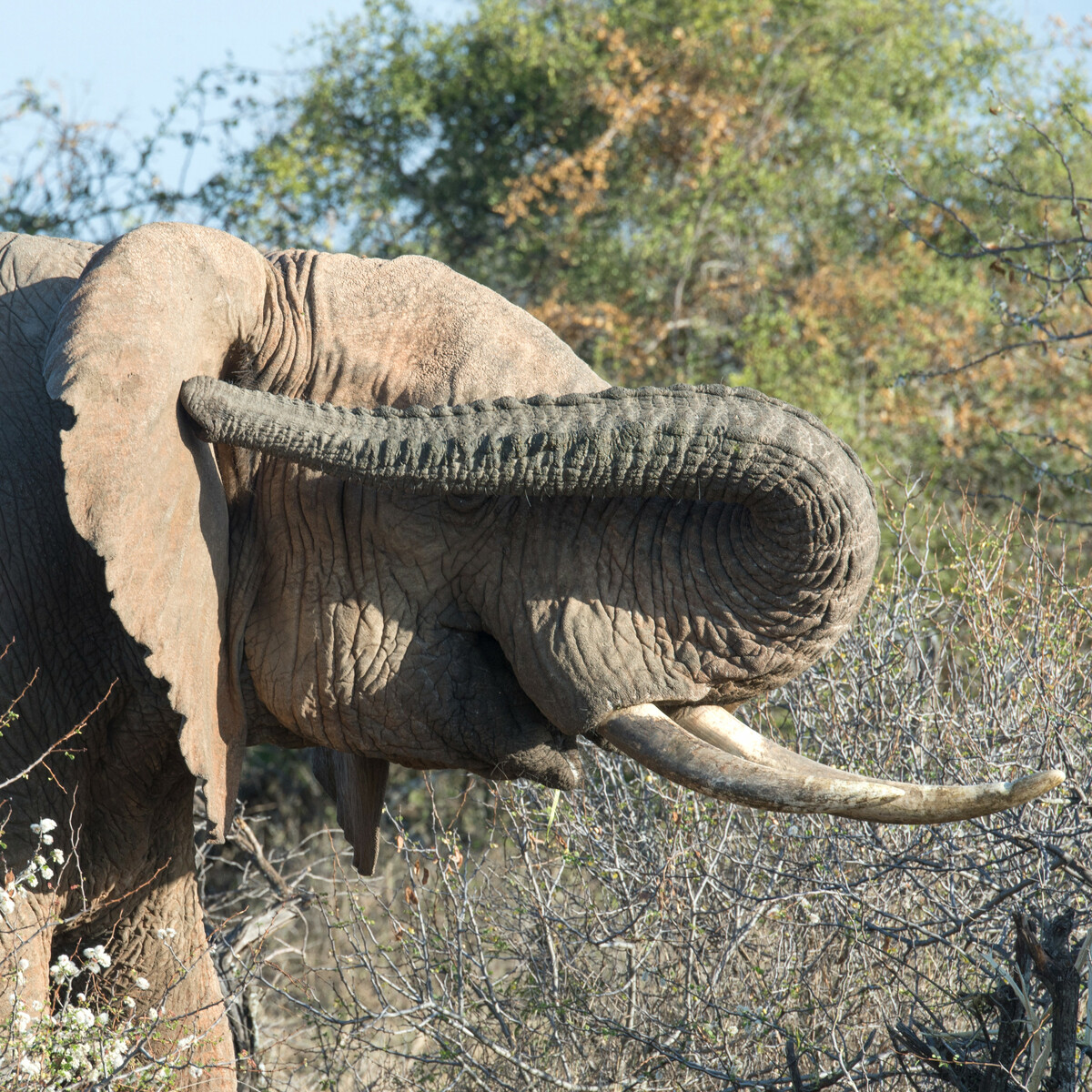Belgian Senate Calls for a Strong EU Ivory Ban - WCS.org
