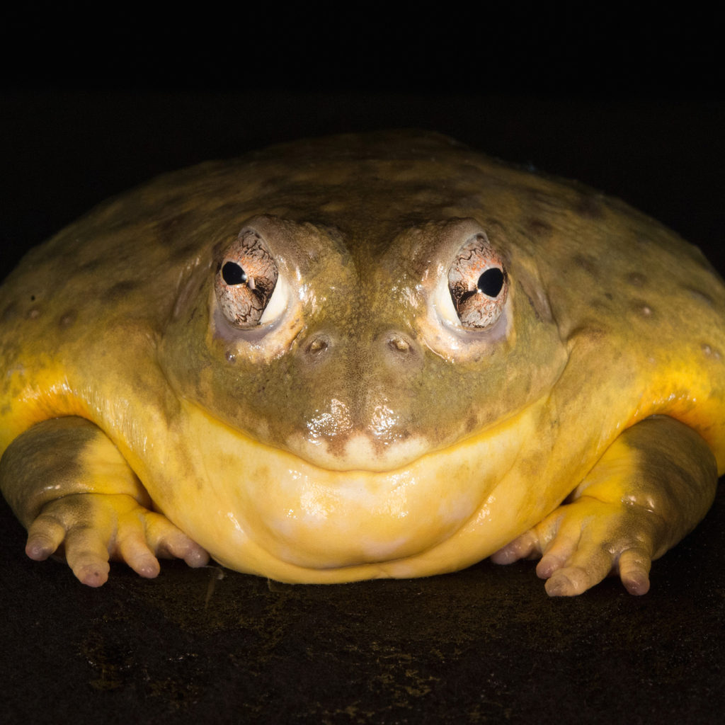 Celebrating World Frog Day - WCS.org