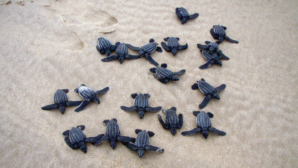 Turtle Patrol - WCS.org