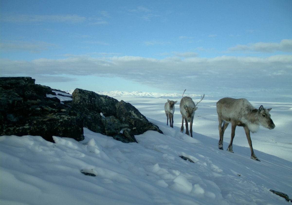 Life on the North Slope - WCS.org