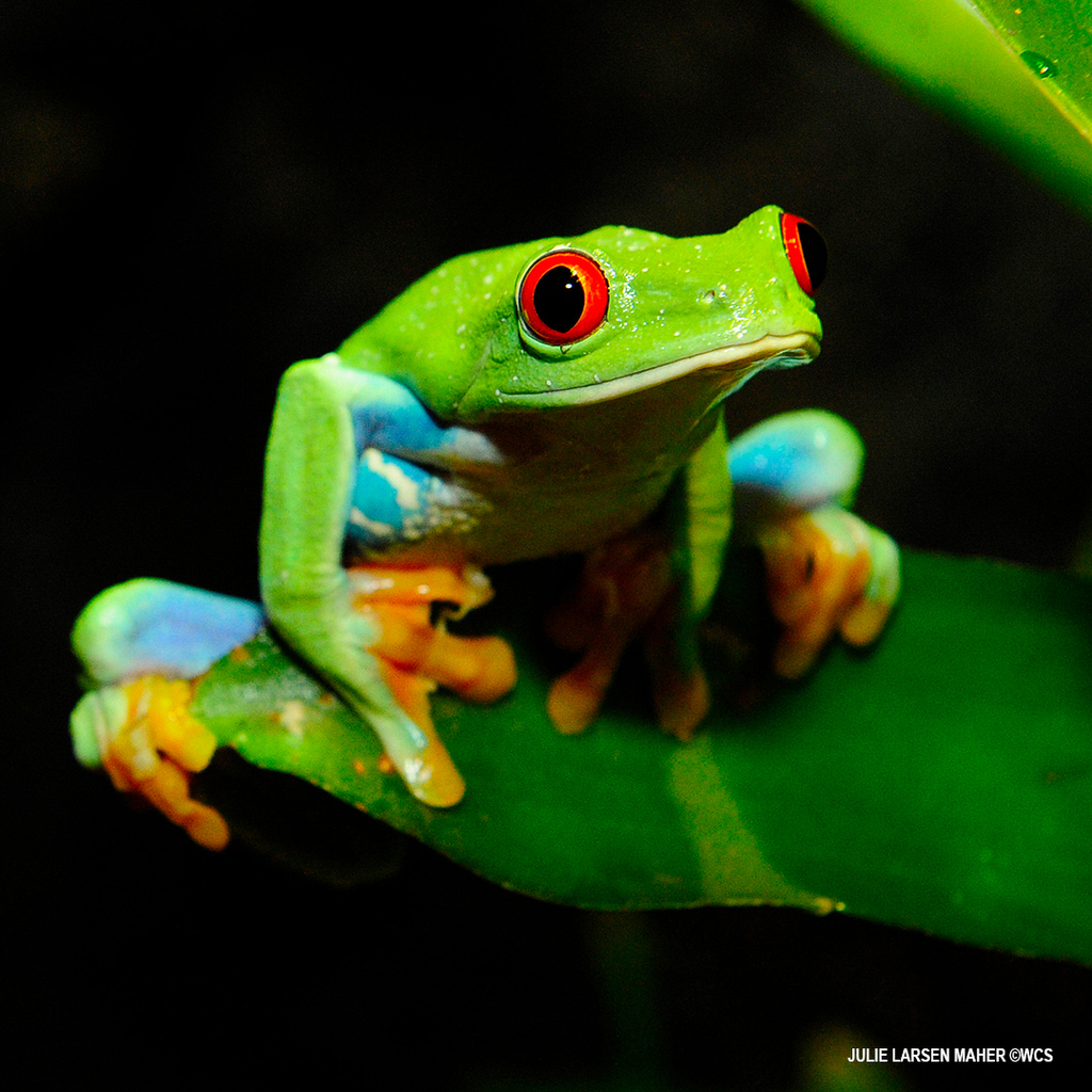 Seeing Green - Bronx Zoo