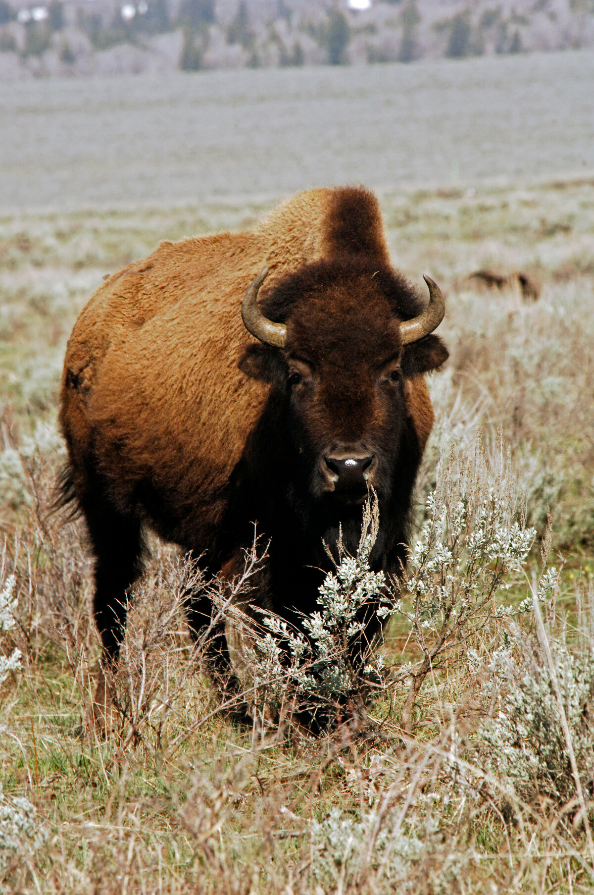 Celebrate National Bison Day - WCS.org