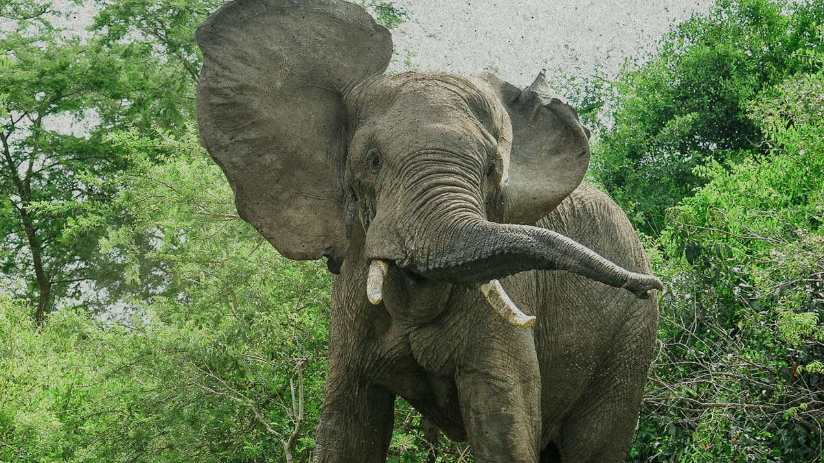 How well do you know elephants? - WCS.org