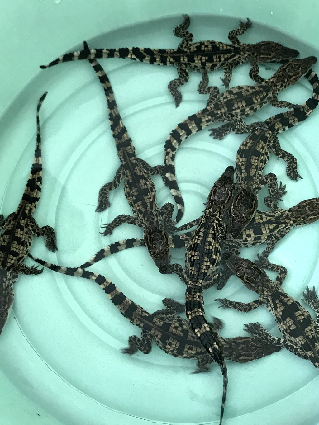 Critically Endangered Crocs Hatch - WCS.org