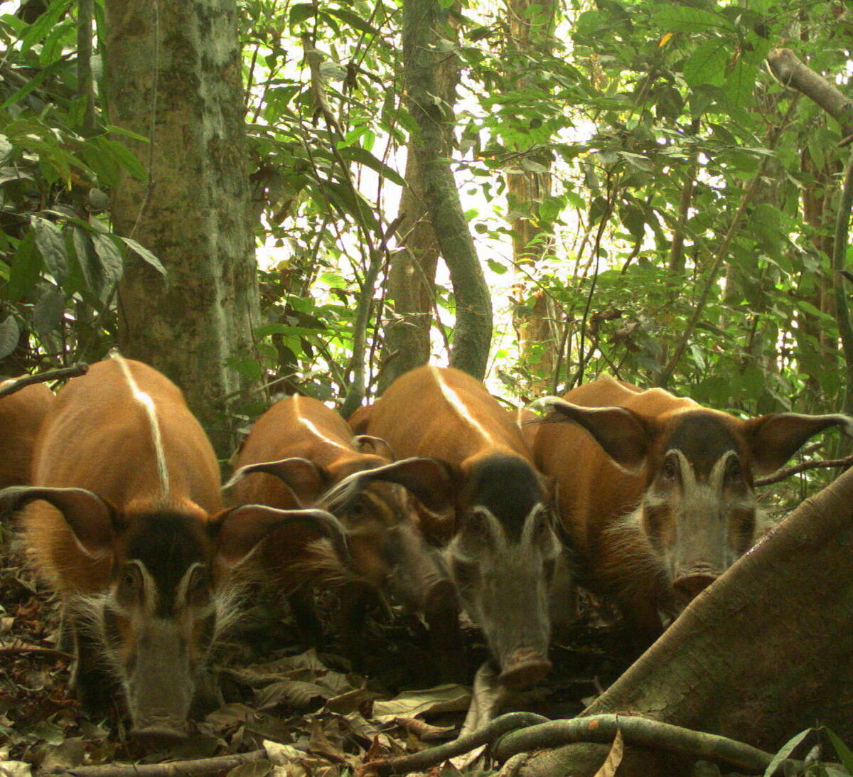 Campaign Delivers 100,000 Signatures to Nigerian Ambassador - WCS.org