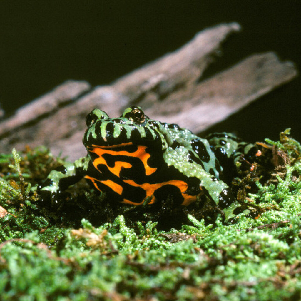 Celebrating World Frog Day - WCS.org