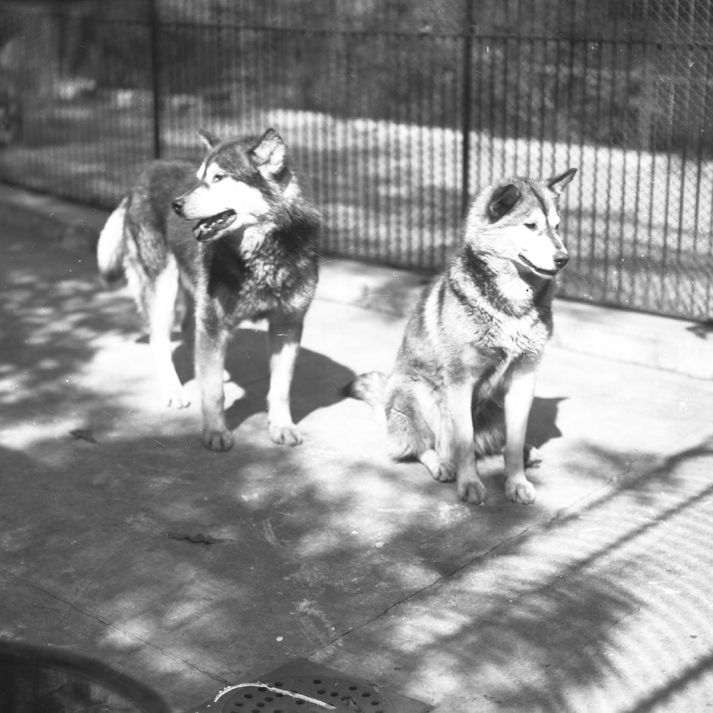 Historical Bronx Zoo - Bronx Zoo