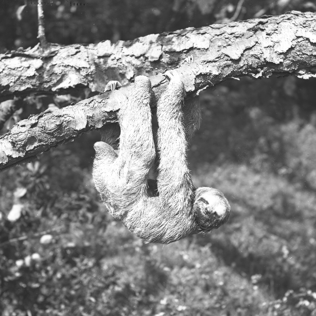 Historical Bronx Zoo - Bronx Zoo