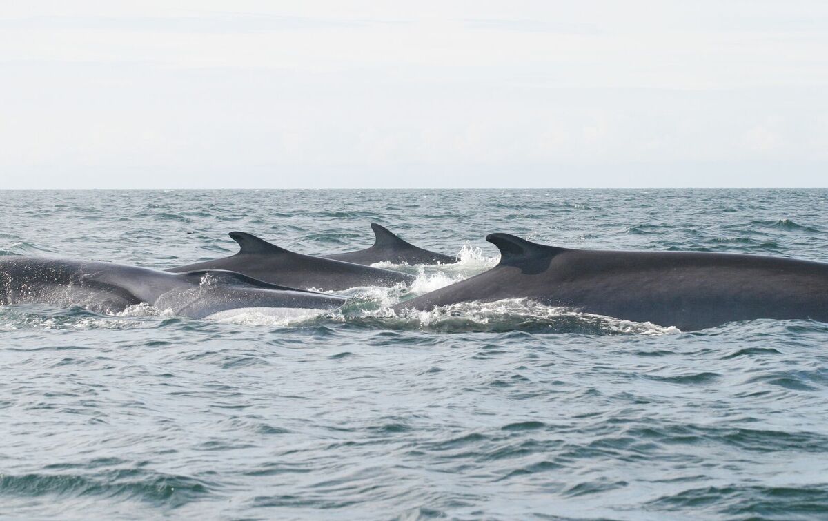 Blue York: Melville Detects First Whale