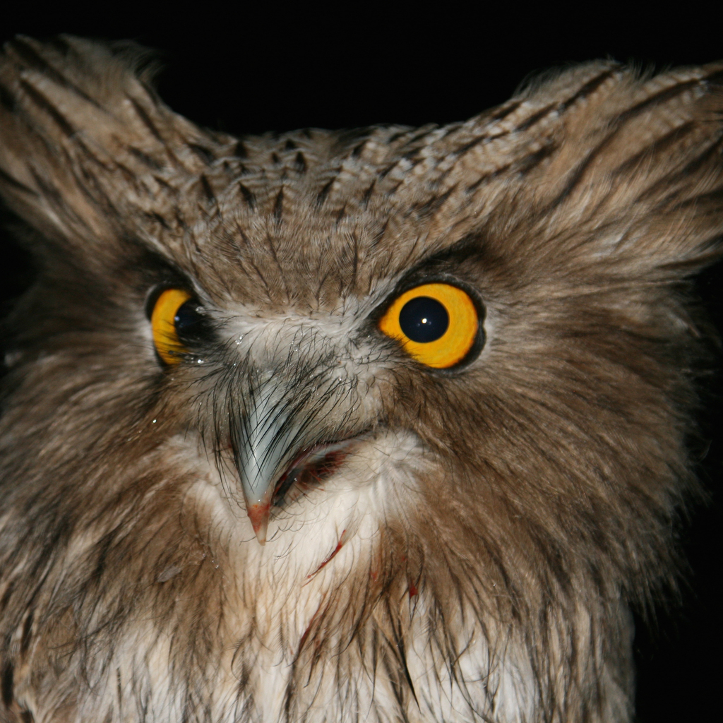 Photos that Scream Halloween - WCS.org