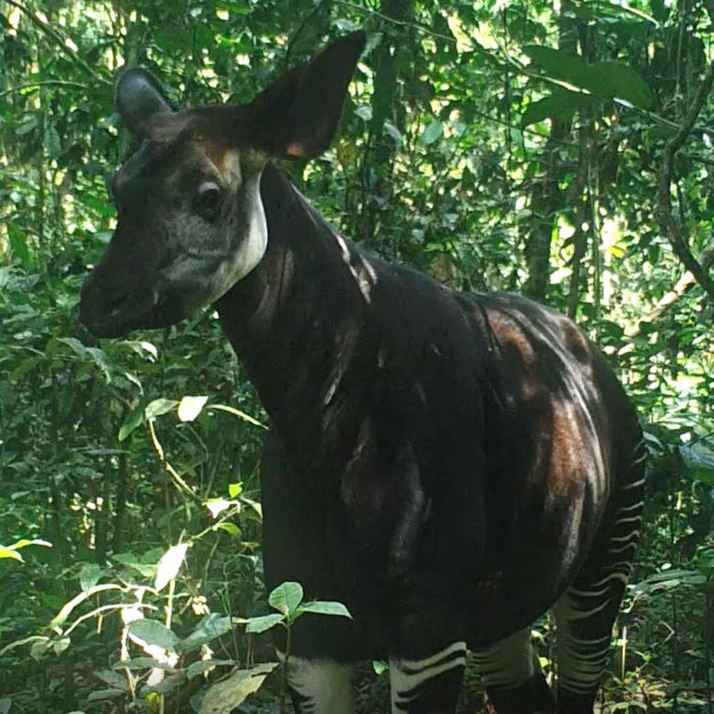 Top Photos of 2019 - WCS.org