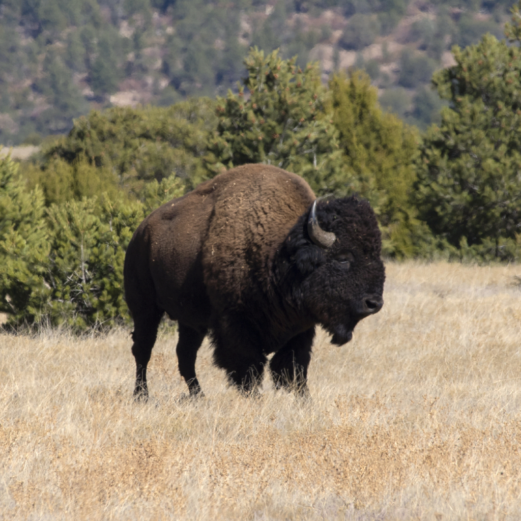 The Future of Bison - WCS.org