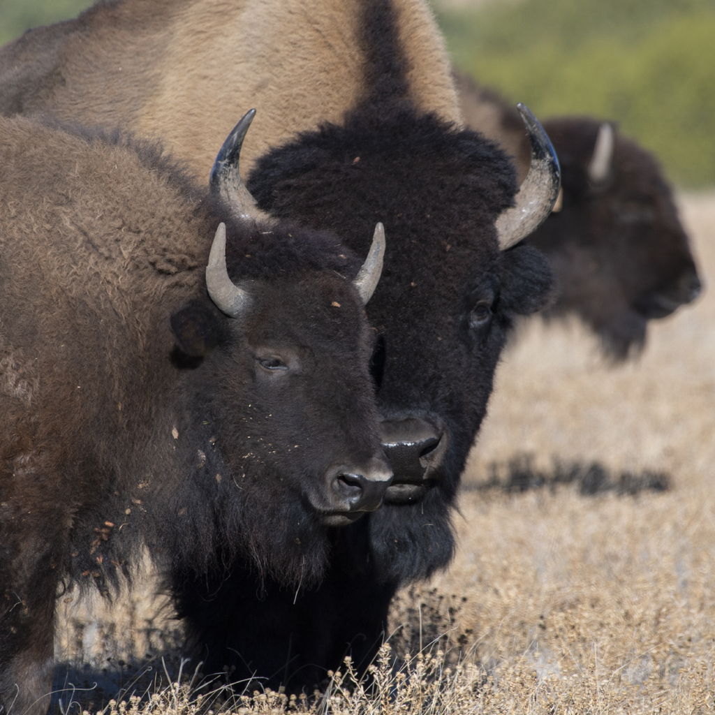 The Future of Bison - WCS.org