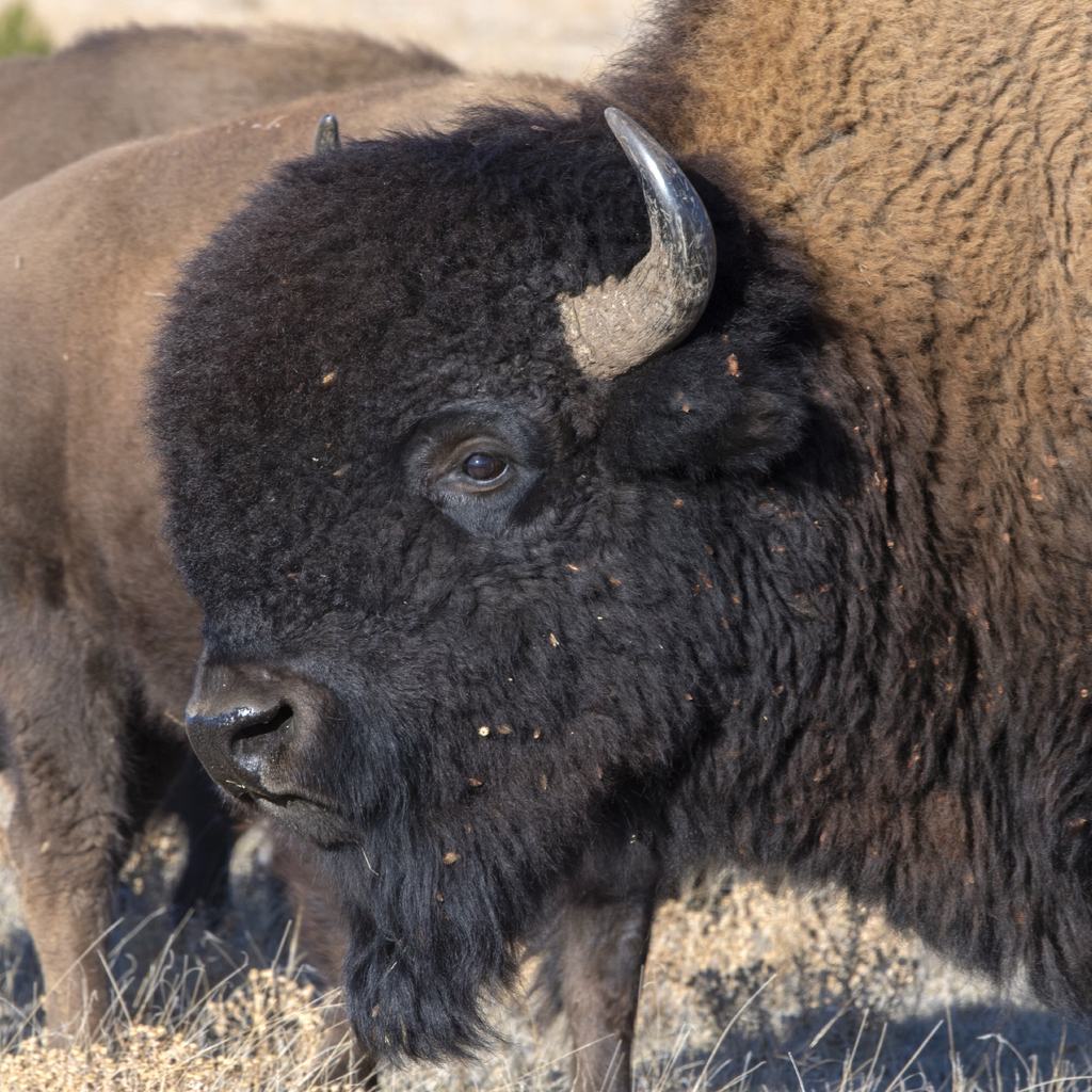 The Future of Bison - WCS.org