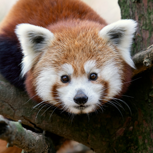 International Red Panda Day - WCS.org