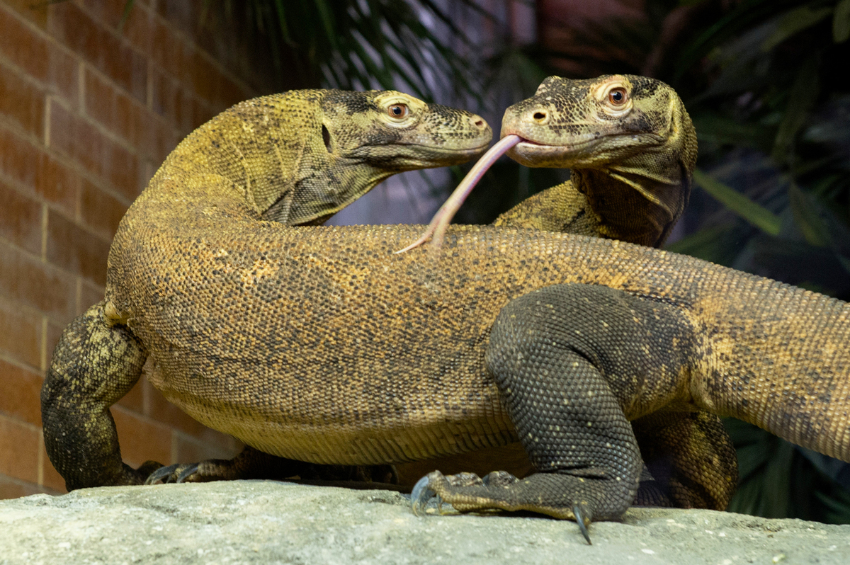 Bronx Zoo Children's Programs - Bronx Zoo