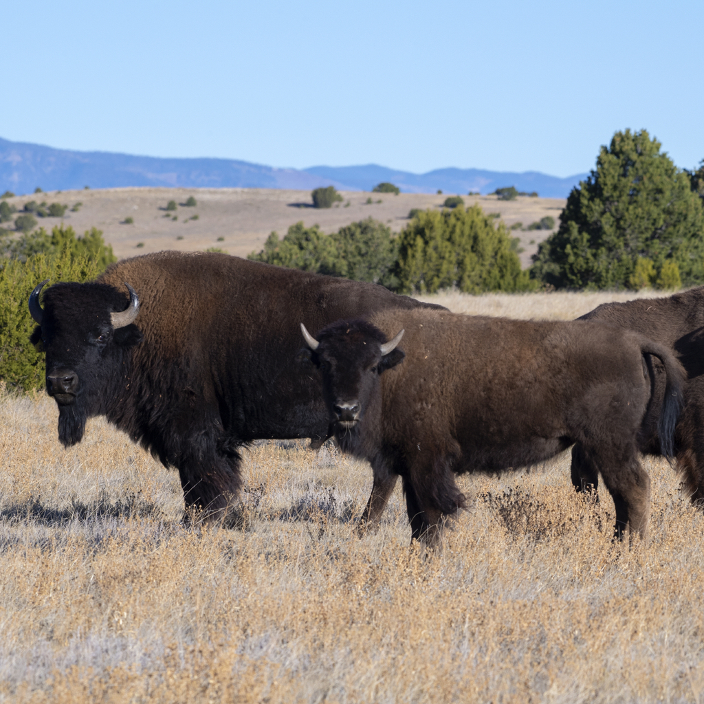 The Future of Bison - WCS.org