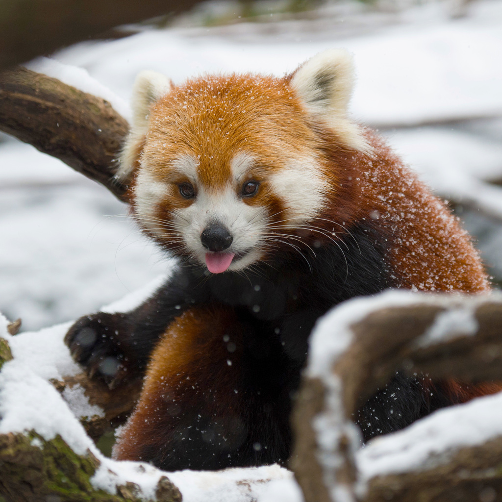 Snow Day - Bronx Zoo