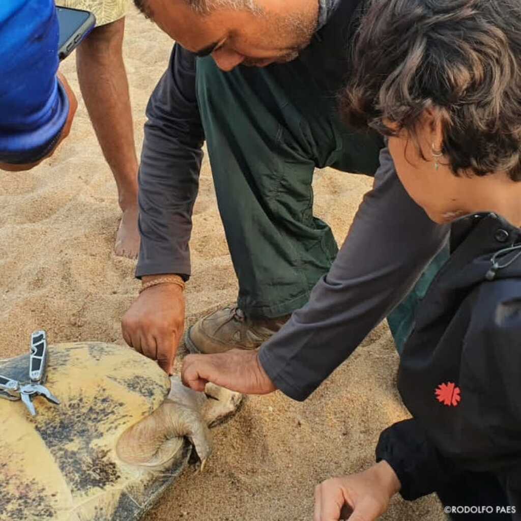 Coffee with Giant South American River Turtles - WCS.org