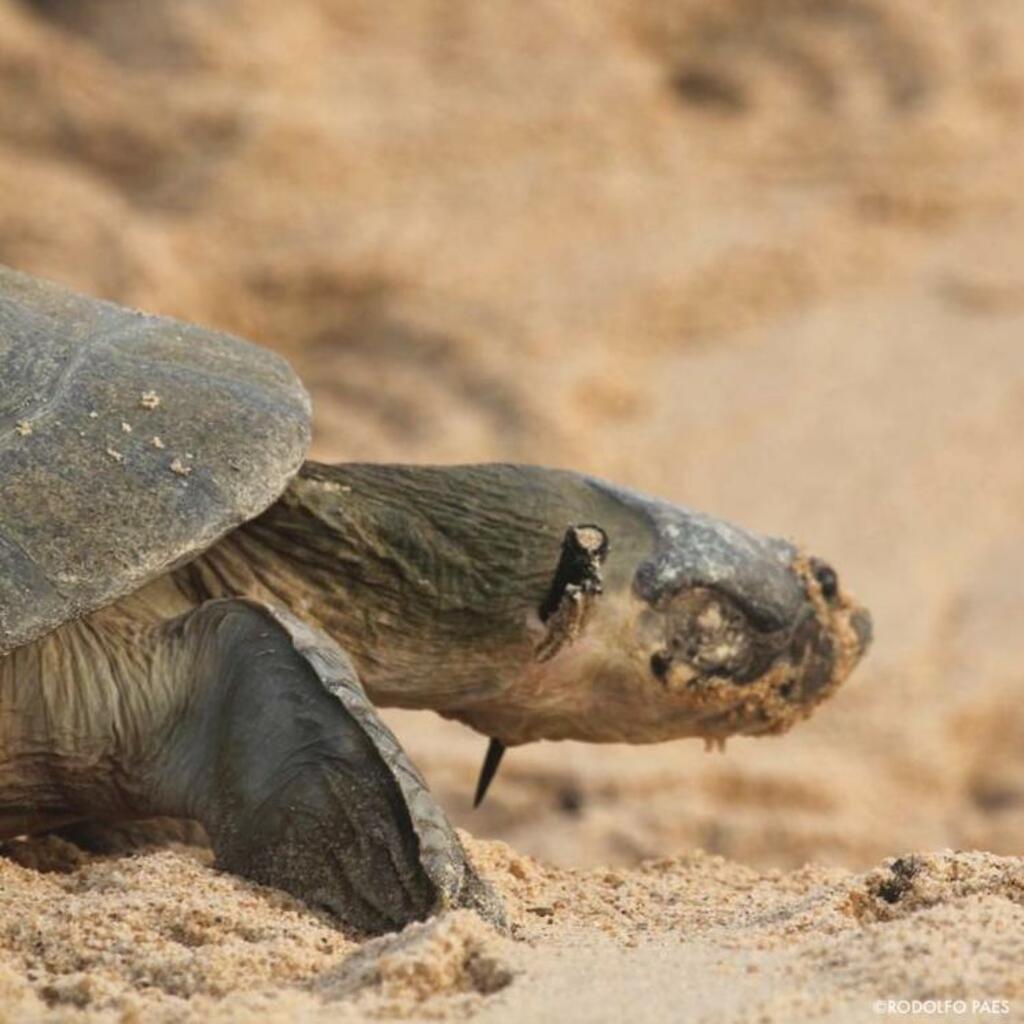 Coffee with Giant South American River Turtles - WCS.org