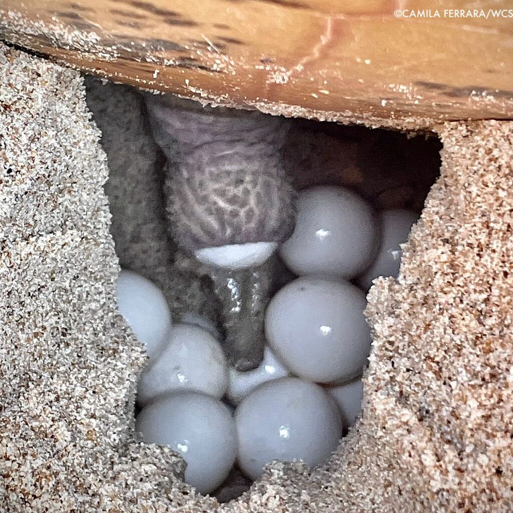 Coffee with Giant South American River Turtles - WCS.org