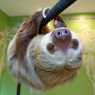 High School - Bronx Zoo