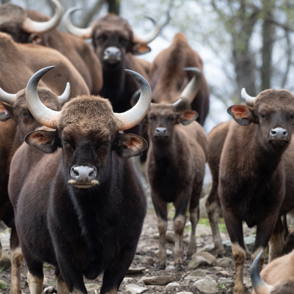 Our Favorite Wildlife Images of 2022 - WCS.org