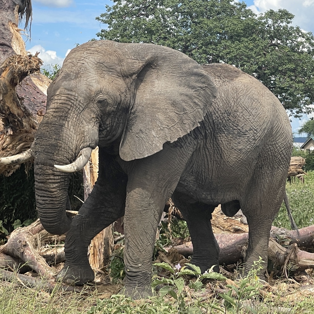 Our Favorite Wildlife Images of 2022 - WCS.org