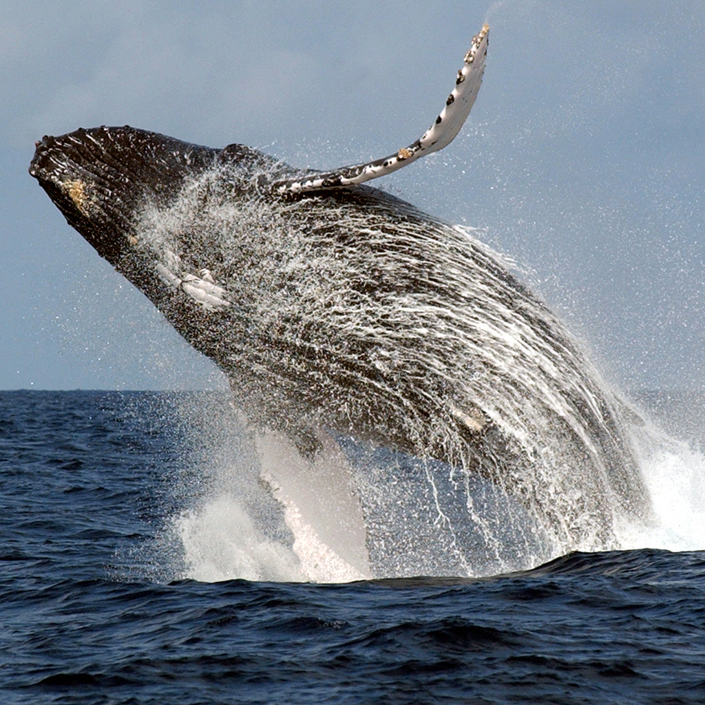 Our Favorite Wildlife Images of 2022 - WCS.org