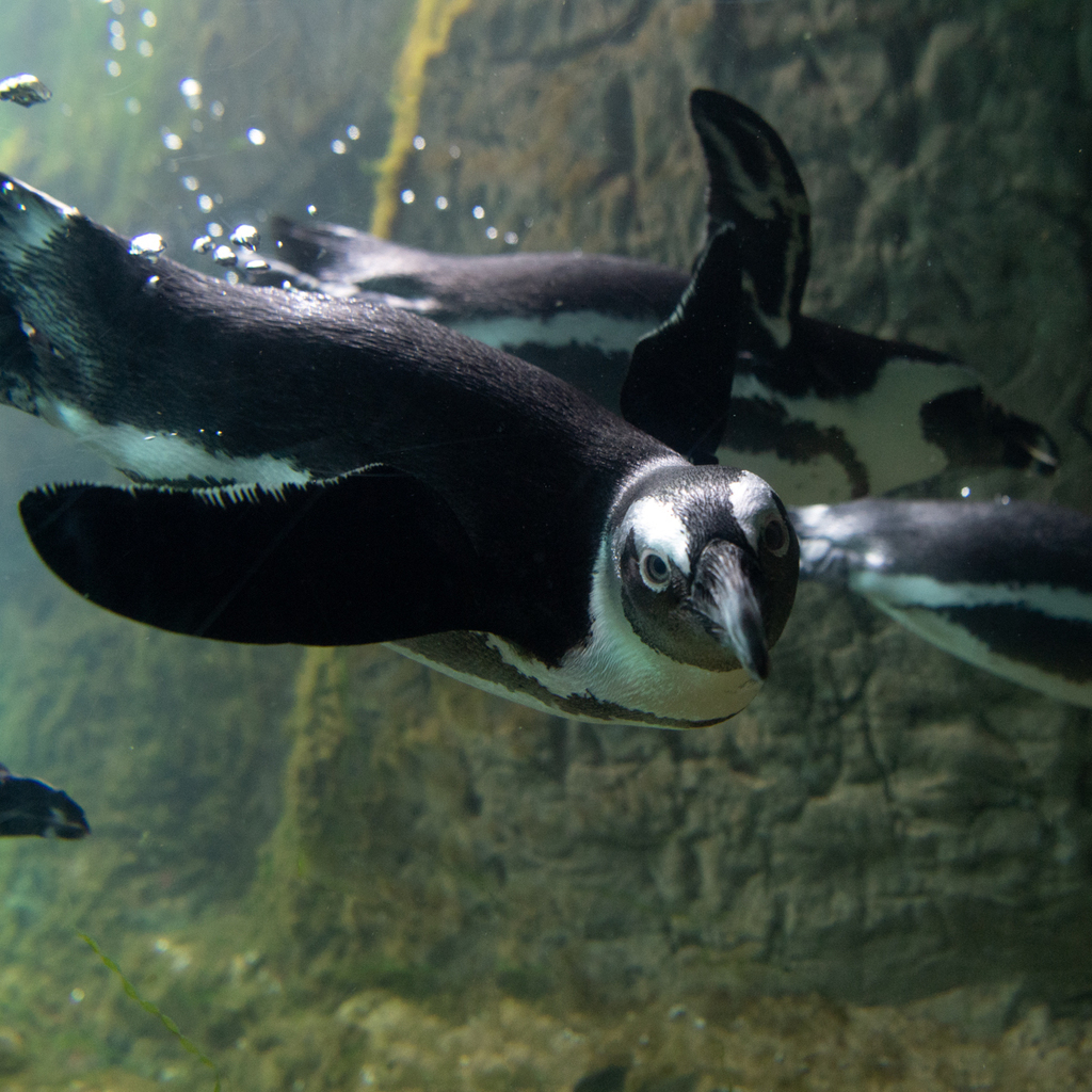 Our Favorite Wildlife Images of 2022 - WCS.org