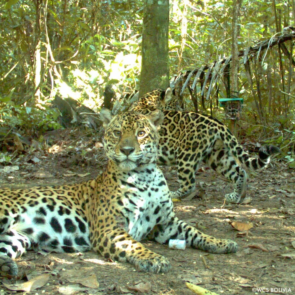 Our Favorite Wildlife Images of 2022 - WCS.org