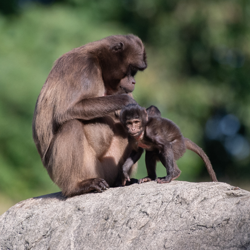 Our Favorite Wildlife Images of 2022 - WCS.org