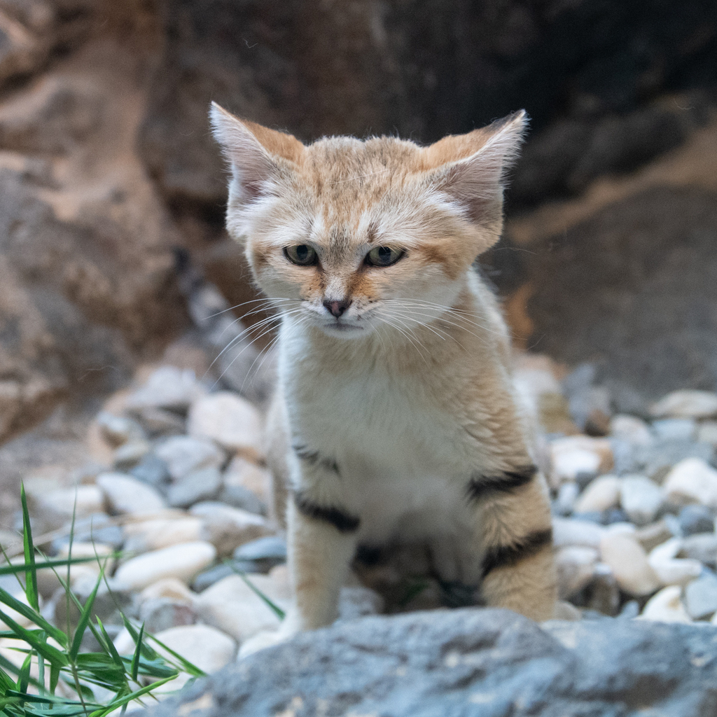 Our Favorite Wildlife Images of 2022 - WCS.org