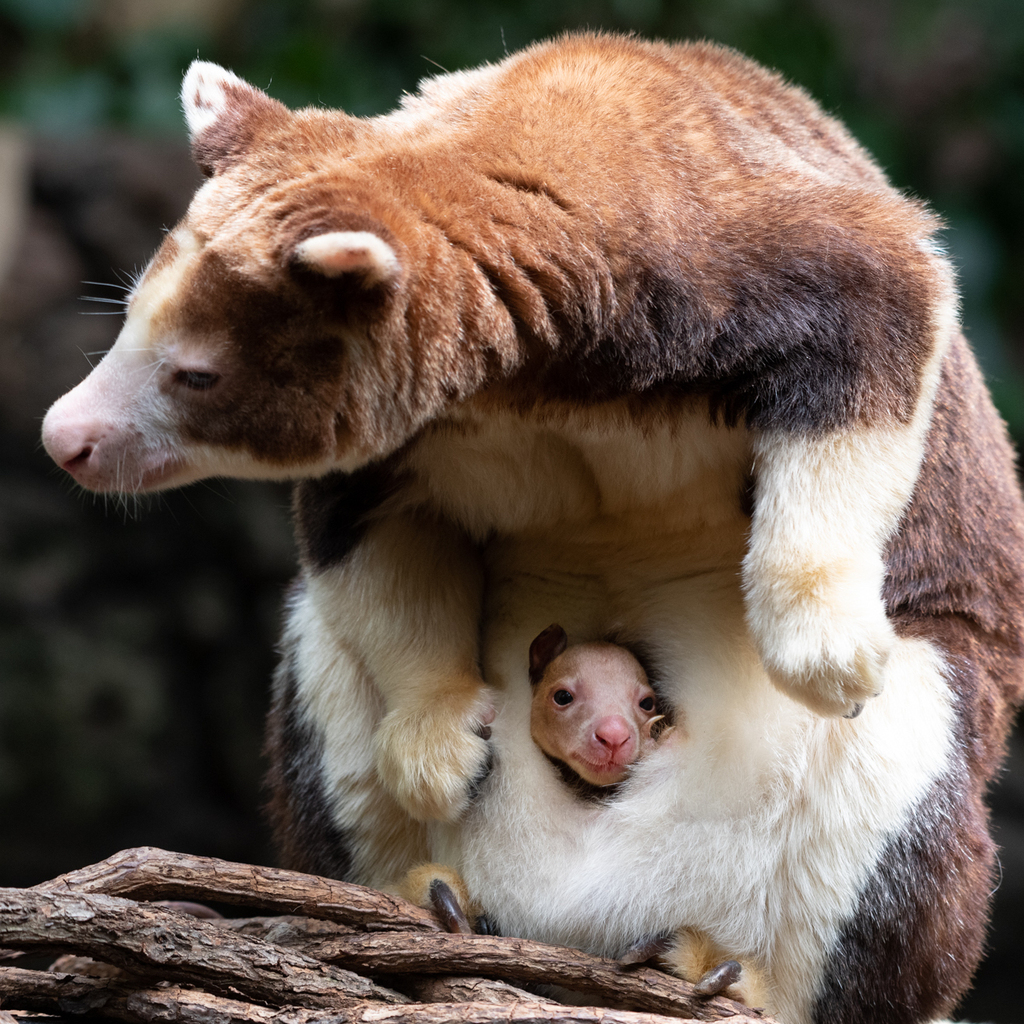 Our Favorite Wildlife Images of 2022 - WCS.org