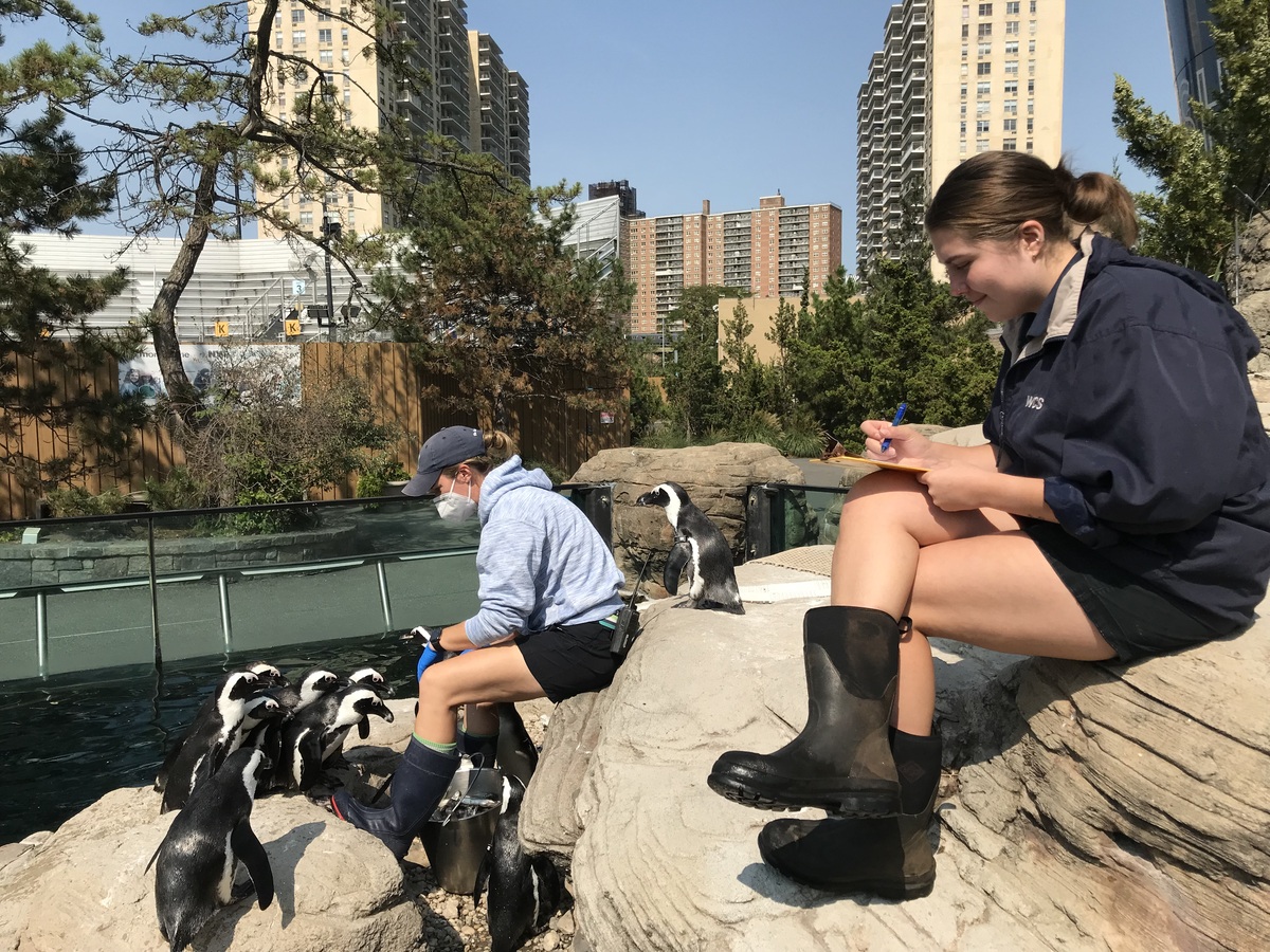 Animal Department Volunteers - New York Aquarium