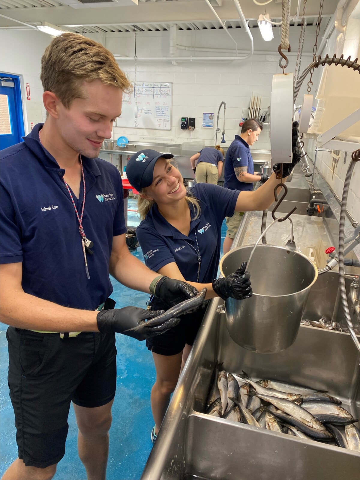 Behavioral Husbandry Aquatheater Internship - New York Aquarium