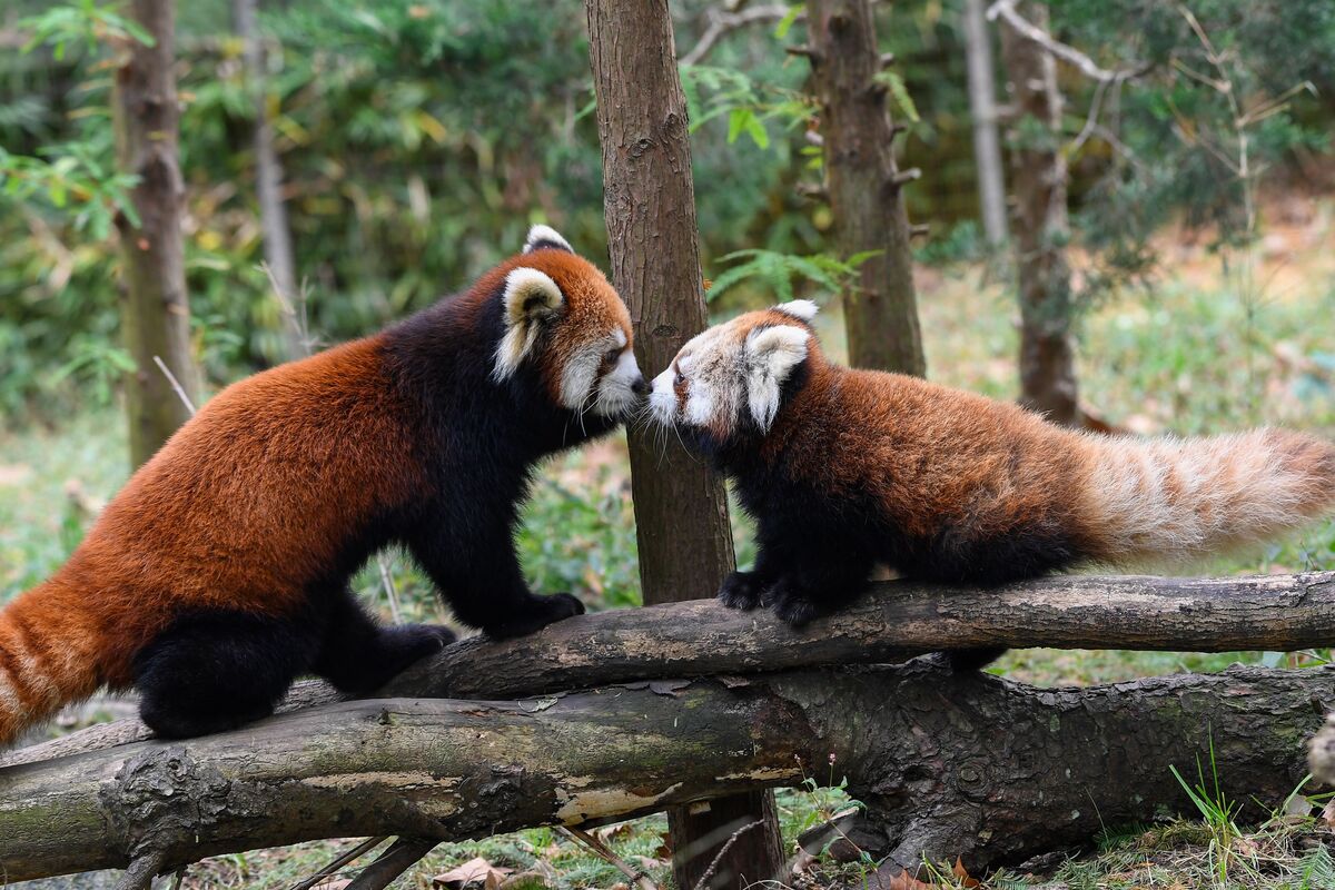 Children Programs - Central Park Zoo