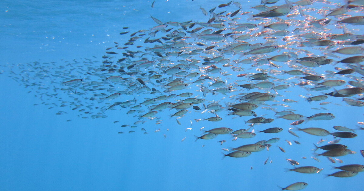 WCS launches groundbreaking A.I. tool for our oceans - WCS.org