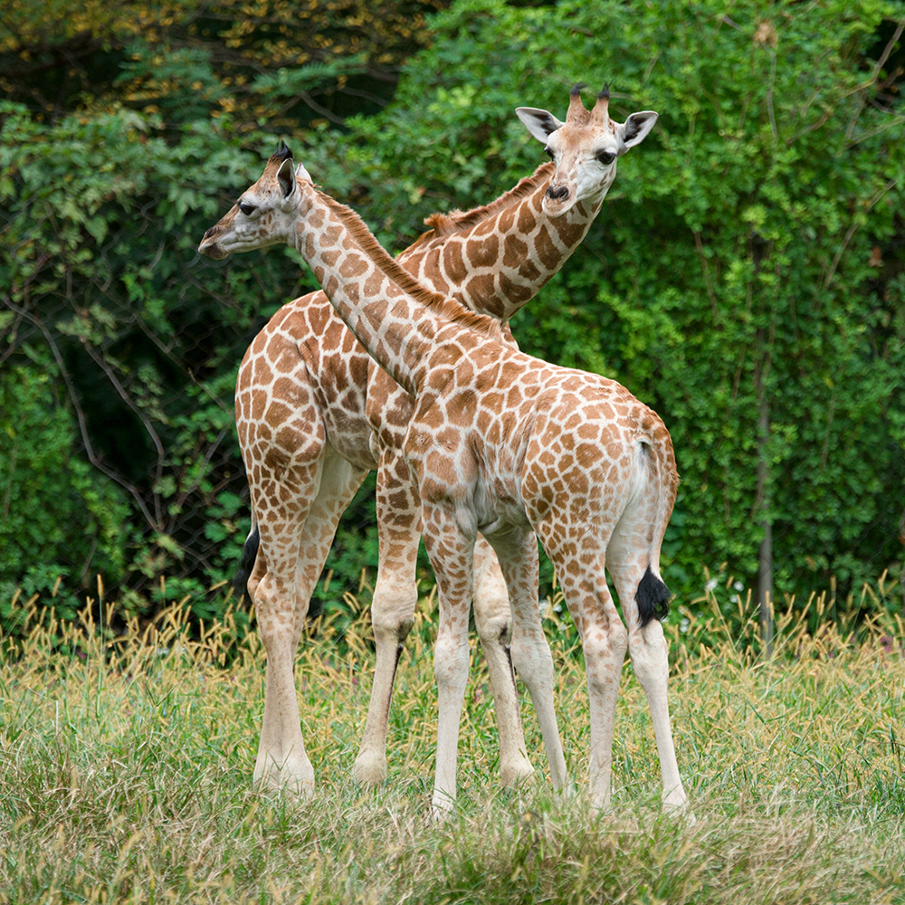 How much do you know about the wildlife at our zoos? - WCS.org