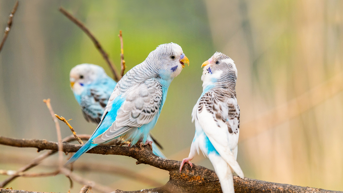 Bronx Zoo Children's Programs - Bronx Zoo