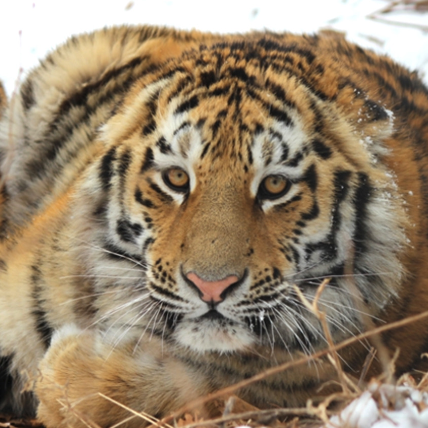 International Tiger Day - WCS.org